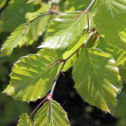 Green Beech Bare Root Hedge | Common Beech – Gardeners Dream