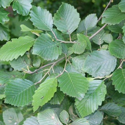 Grey Alder Bare Root Hedge | Tag Alder – Gardeners Dream