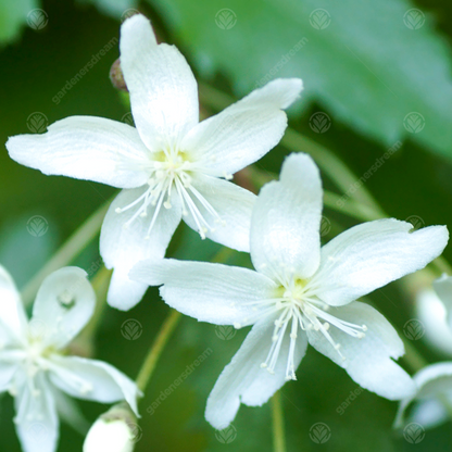 Hoheria 'Snow White' | Ribbonwood Tree – Gardeners Dream