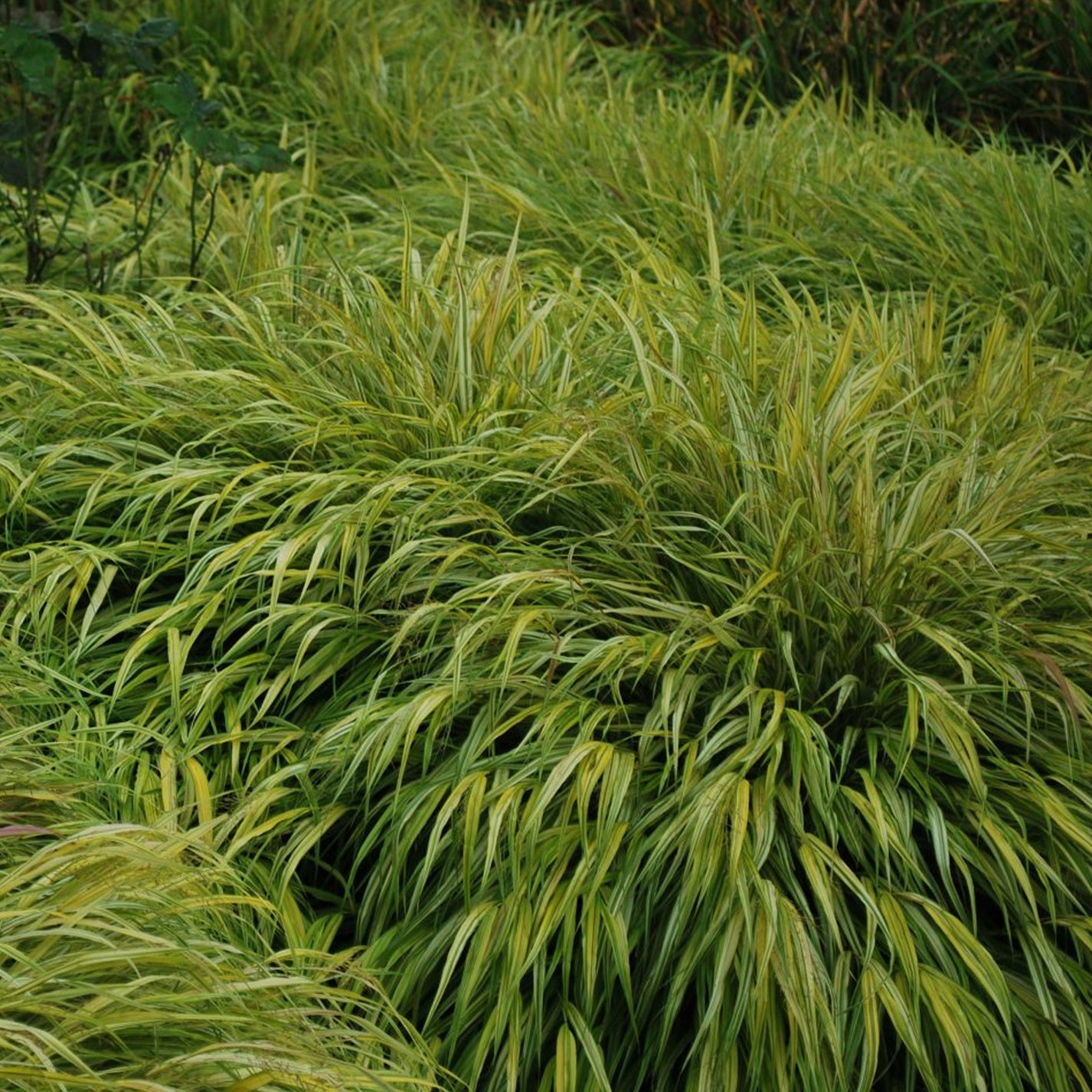 Hakonechloa macra | Japanese Forest Grass – Gardeners Dream
