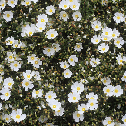 Halimiocistus sahucii | Sahuc Rock Rose – Gardeners Dream