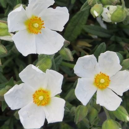 Halimiocistus sahucii | Sahuc Rock Rose – Gardeners Dream