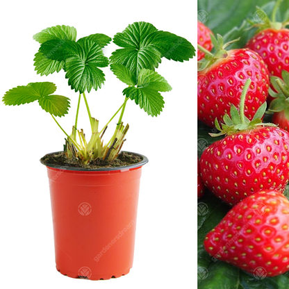 Strawberry 'Hapil' | Strawberry – Gardeners Dream