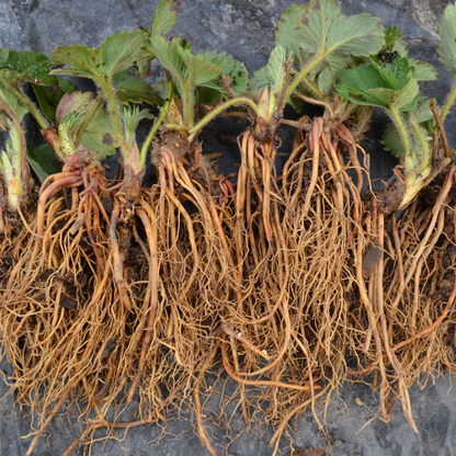Strawberry 'Hapil' Bare Root Plants | Strawberry – Gardeners Dream