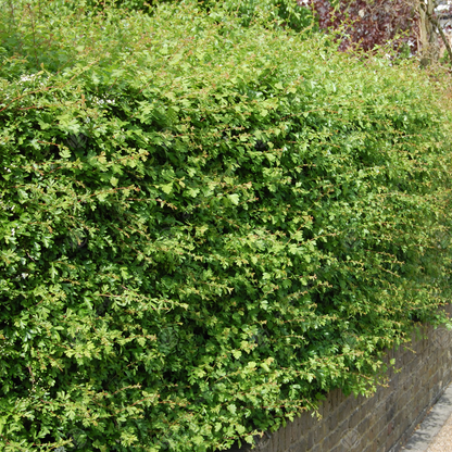 Hawthorn Bare Root Hedge | Common Hawthorn – Gardeners Dream