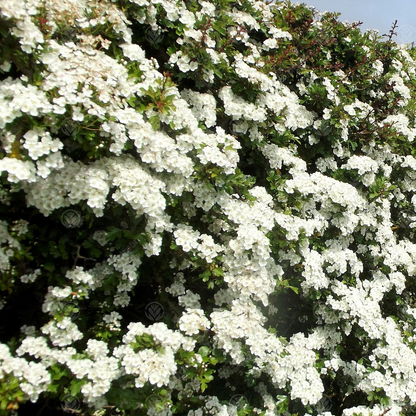 Hawthorn Bare Root Hedge | Common Hawthorn – Gardeners Dream