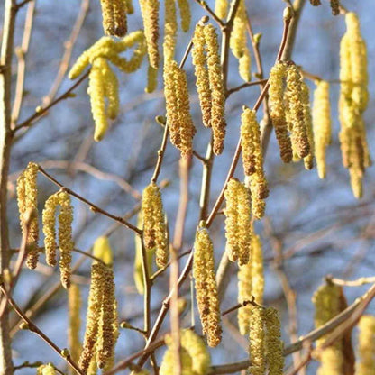 Hazel Bare Root Hedge | Common Hazel – Gardeners Dream