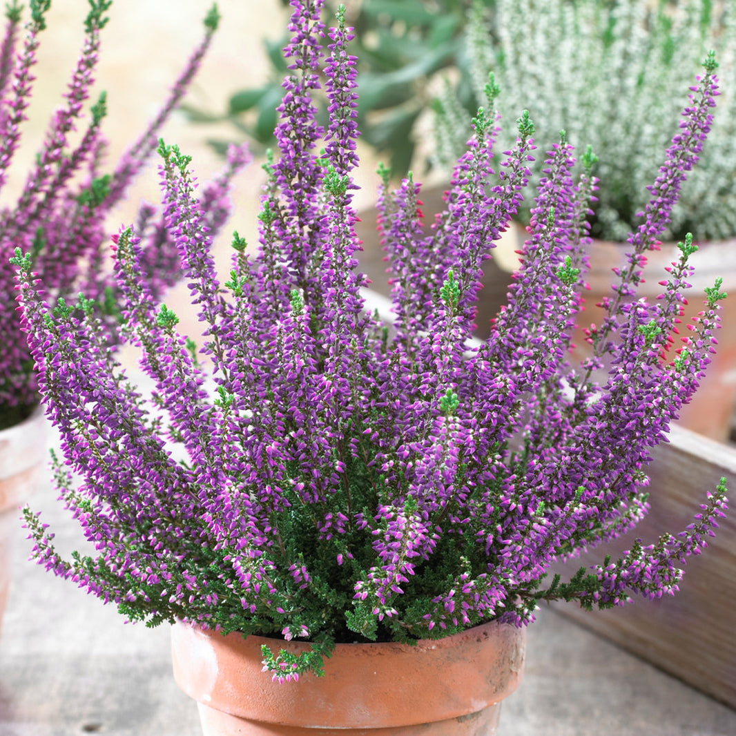 Heather Plants | Heather Plants For Sale | Gardeners Dream