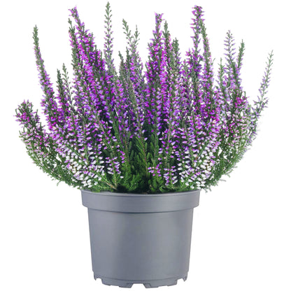 Calluna 'Beauty Ladies Purple' | Common Heather – Gardeners Dream