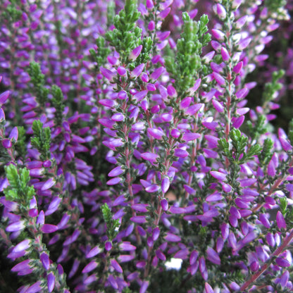 Calluna 'Beauty Ladies Purple' | Common Heather – Gardeners Dream
