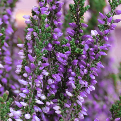 Calluna 'Beauty Ladies Purple' | Common Heather – Gardeners Dream