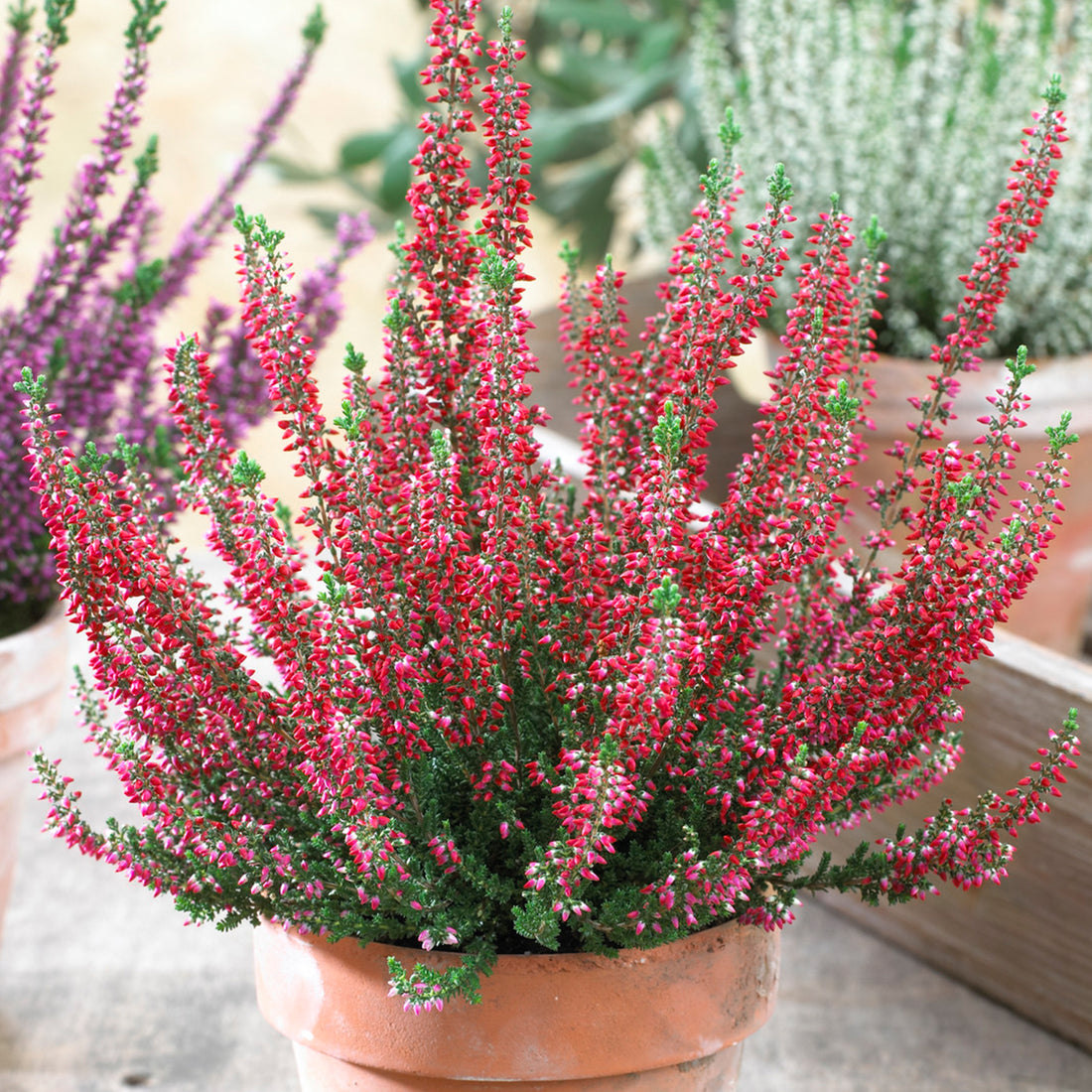Calluna 'Beauty Ladies Red' | Common Heather – Gardeners Dream