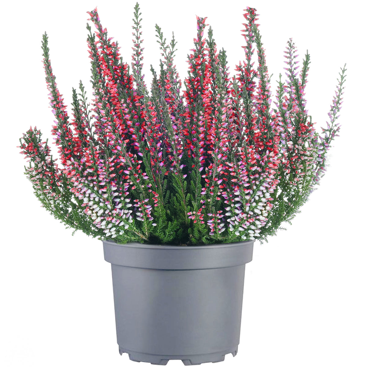 Calluna 'Beauty Ladies Red' | Common Heather – Gardeners Dream