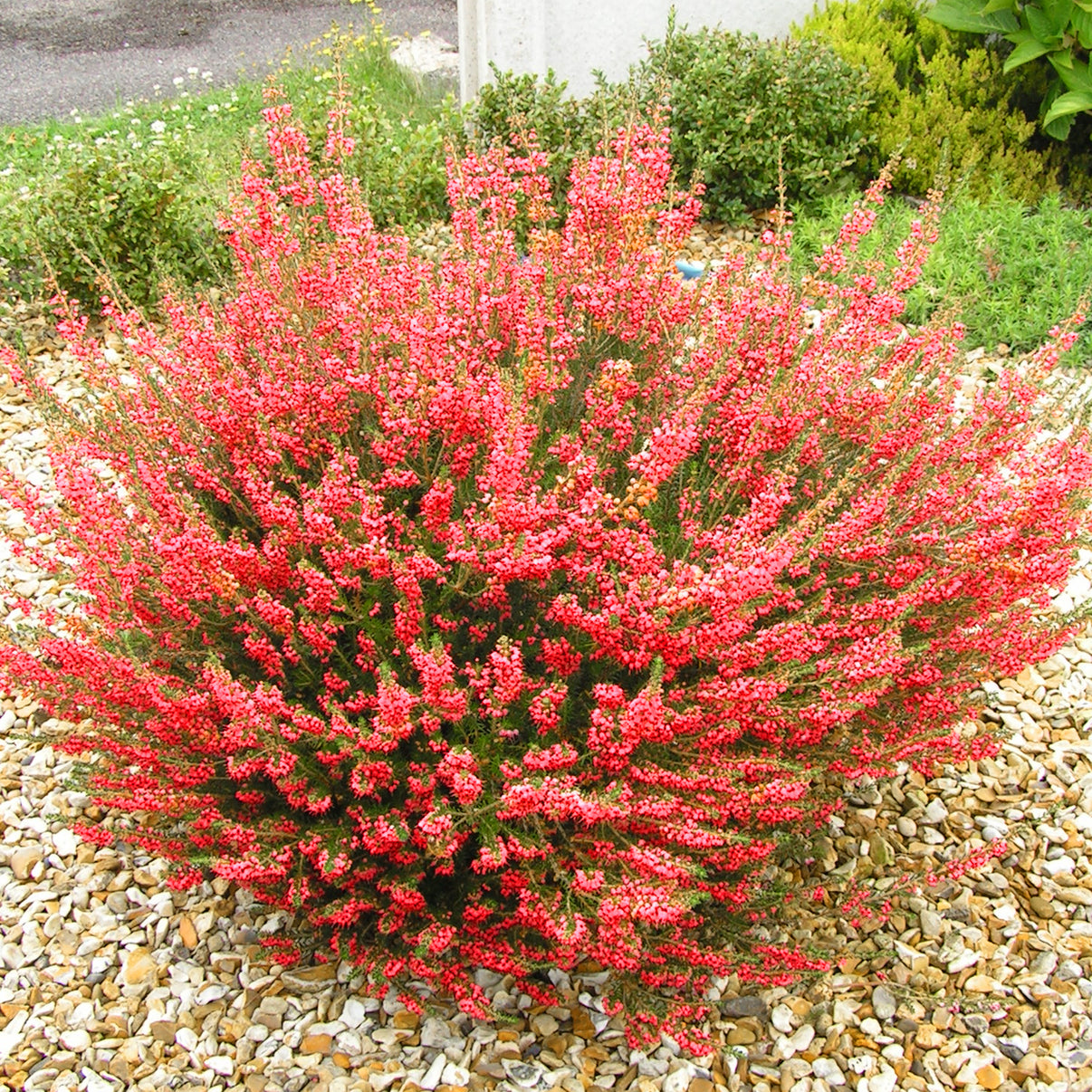 Calluna 'Beauty Ladies Red' | Common Heather – Gardeners Dream