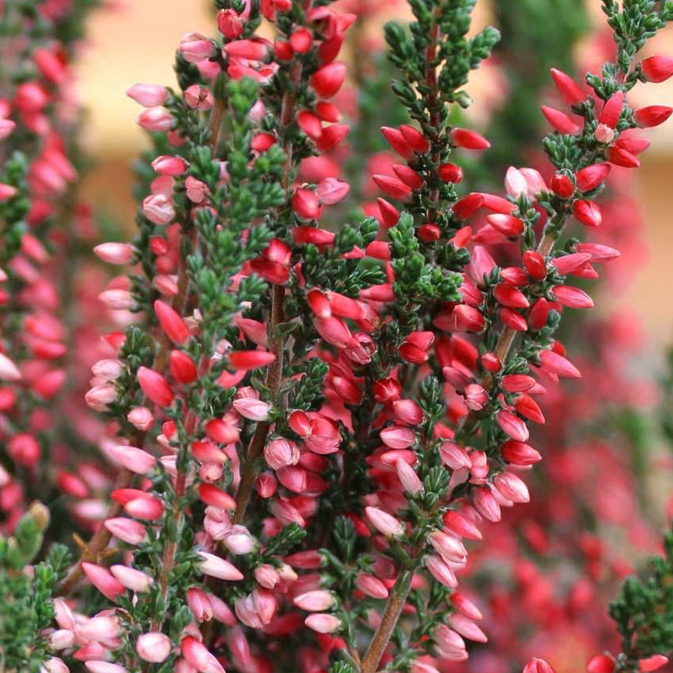 Calluna 'Beauty Ladies Red' | Common Heather – Gardeners Dream
