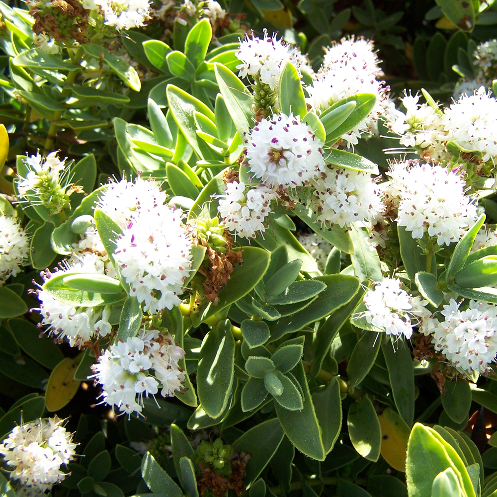 Hebe Albicans Shrubby Veronica Gardeners Dream