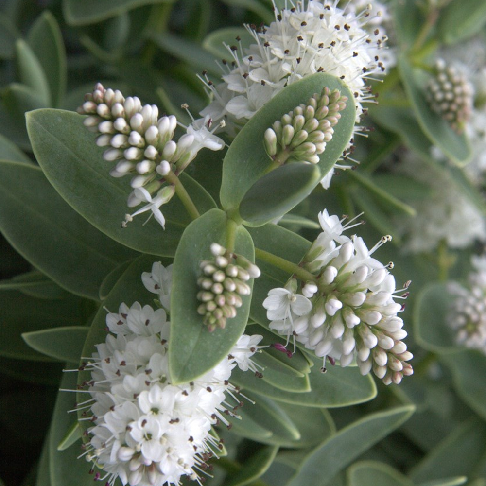 Hebe Albicans Shrubby Veronica Gardeners Dream