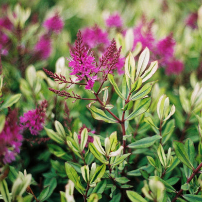 Hebe 'Celebration' | Shrubby Veronica – Gardeners Dream