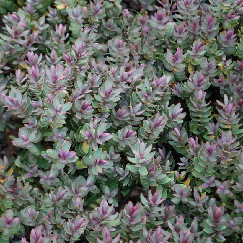 Hebe 'Red Edge' | Shrubby Veronica – Gardeners Dream