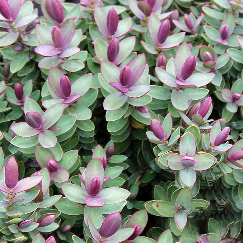 Hebe 'Red Edge' | Shrubby Veronica – Gardeners Dream