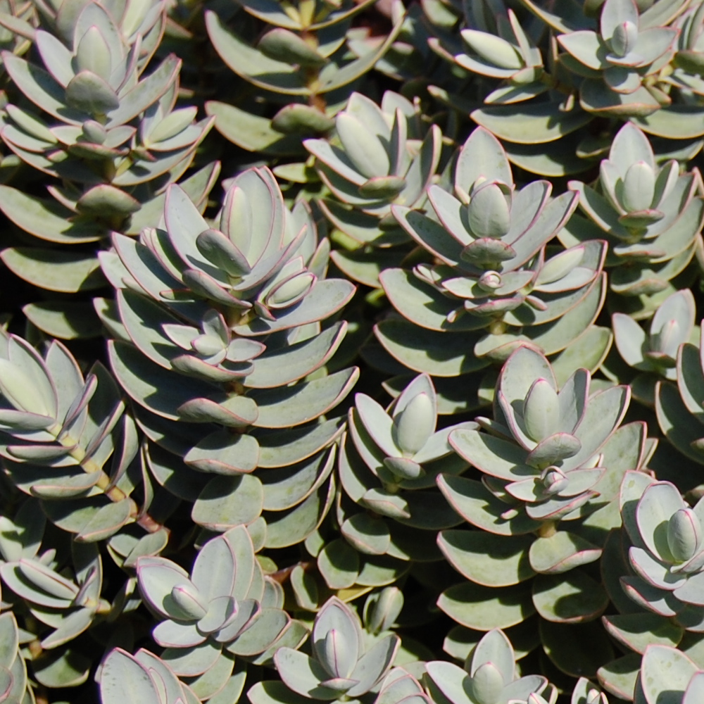 Hebe 'Red Edge' | Shrubby Veronica – Gardeners Dream