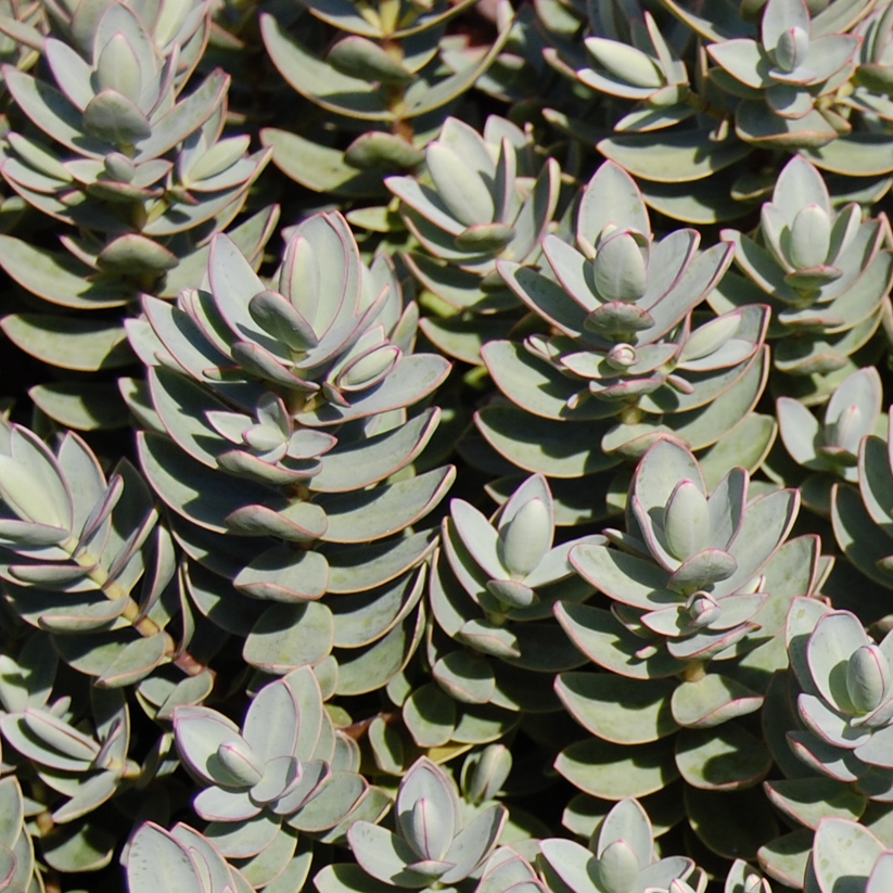 Hebe 'Red Edge' | Shrubby Veronica – Gardeners Dream