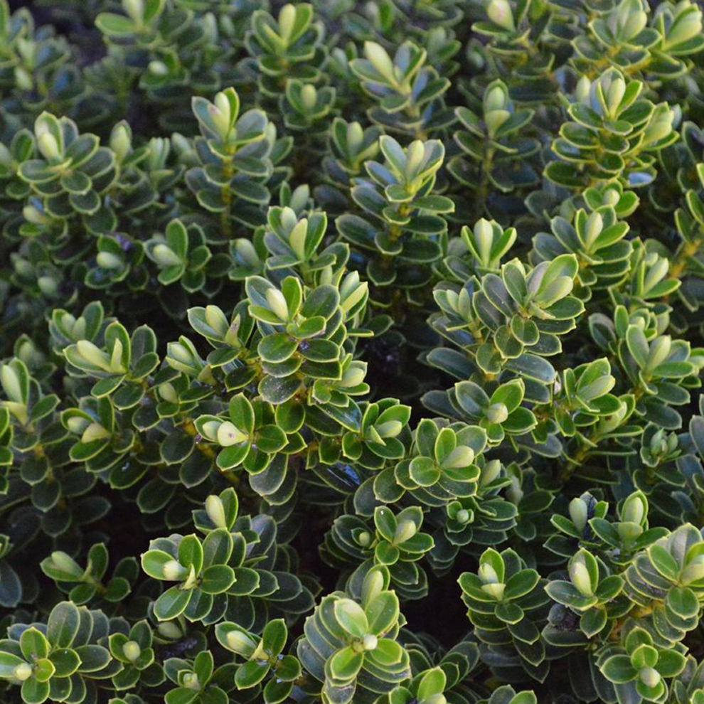 Hebe 'Vernicosa' | Shrubby Veronica – Gardeners Dream