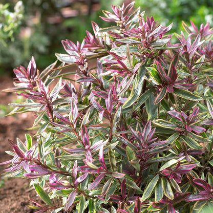 Hebe 'Purple Shamrock' | Shrubby Veronica – Gardeners Dream
