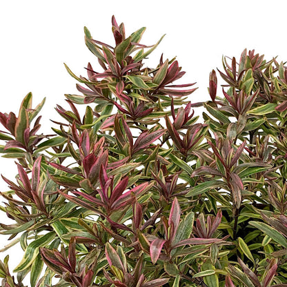 Hebe 'Purple Shamrock' | Shrubby Veronica – Gardeners Dream