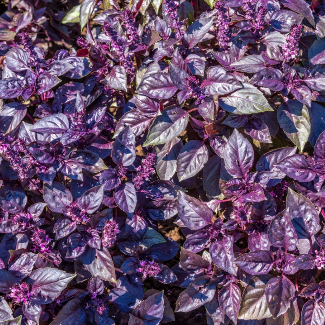 Basil Purple Herb Plants | Ocimum basilicum var. purpurascens ...