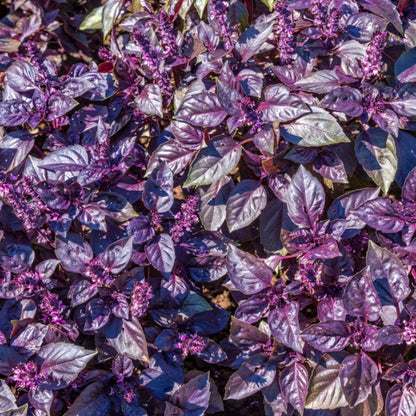 Basil Purple Herb Plants | Ocimum basilicum var. purpurascens ...
