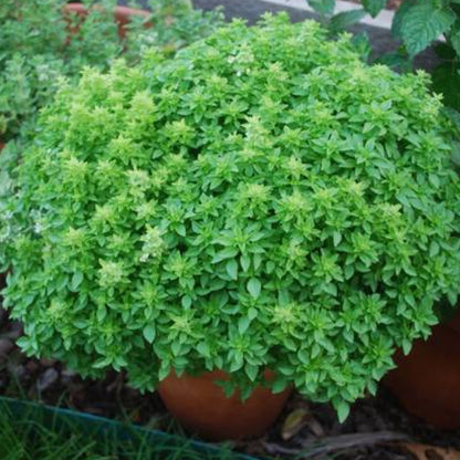 Basil Spicy | Basil – Gardeners Dream