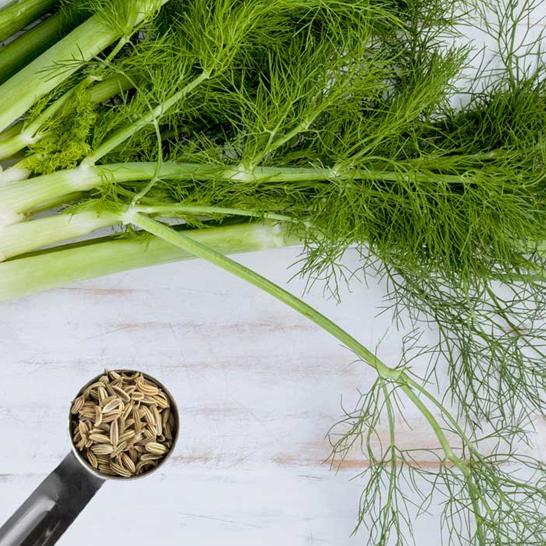 Green Fennel Seeds | Grow Your Own Herbs | Free UK Delivery – Gardeners ...