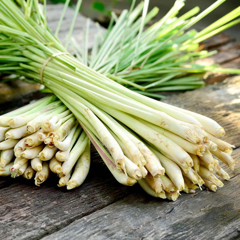 Lemon Grass Seeds | Grow Your Own Herbs | Free UK Delivery – Gardeners ...
