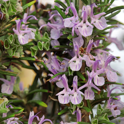 Rosemary Pink | Rosemary – Gardeners Dream