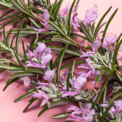 Rosemary Pink | Rosemary – Gardeners Dream