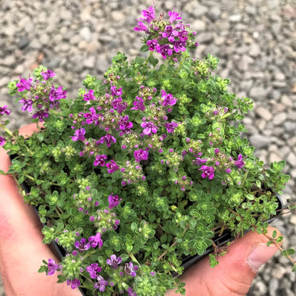 Thyme Pink Herb Plants | Thymus serpyllum – Gardeners Dream