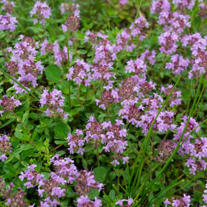 Thyme Pink Herb Plants | Thymus serpyllum – Gardeners Dream