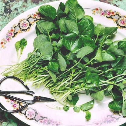 Watercress | Watercress – Gardeners Dream