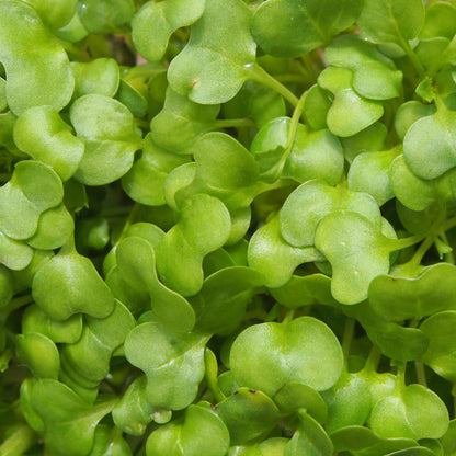 Watercress | Watercress – Gardeners Dream