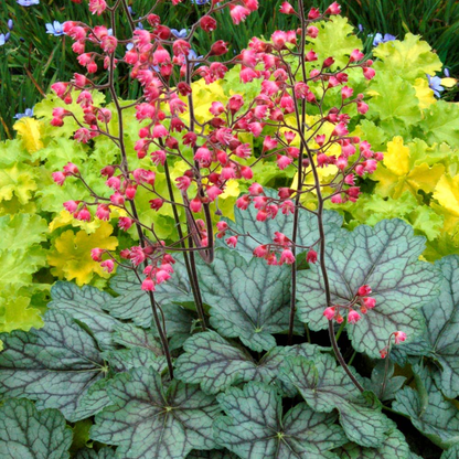 Heuchera 'Little Cutie Peppermint' | Coral Bells – Gardeners Dream