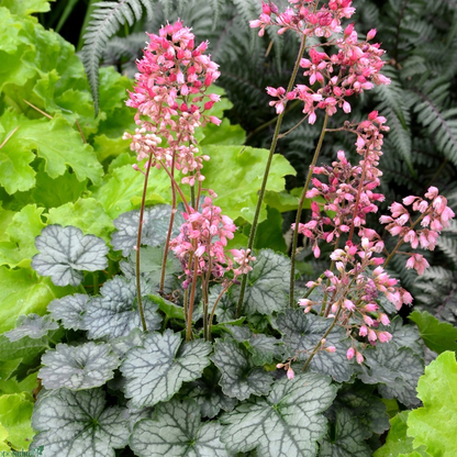 Heuchera 'Little Cutie Peppermint' | Coral Bells – Gardeners Dream