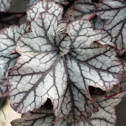Heuchera 'Violet Shimmer' | Coral Bells – Gardeners Dream