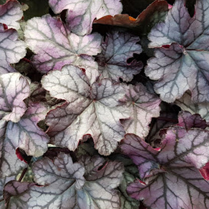 Heuchera 'Violet Shimmer' | Coral Bells – Gardeners Dream