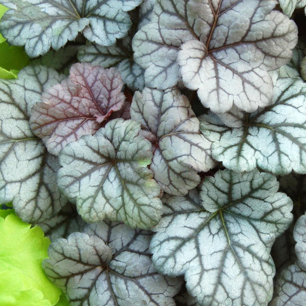 Heuchera 'Cinnabar Silver' | Coral Bells – Gardeners Dream