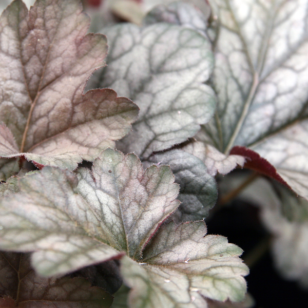 Heuchera 'Cinnabar Silver' | Coral Bells – Gardeners Dream