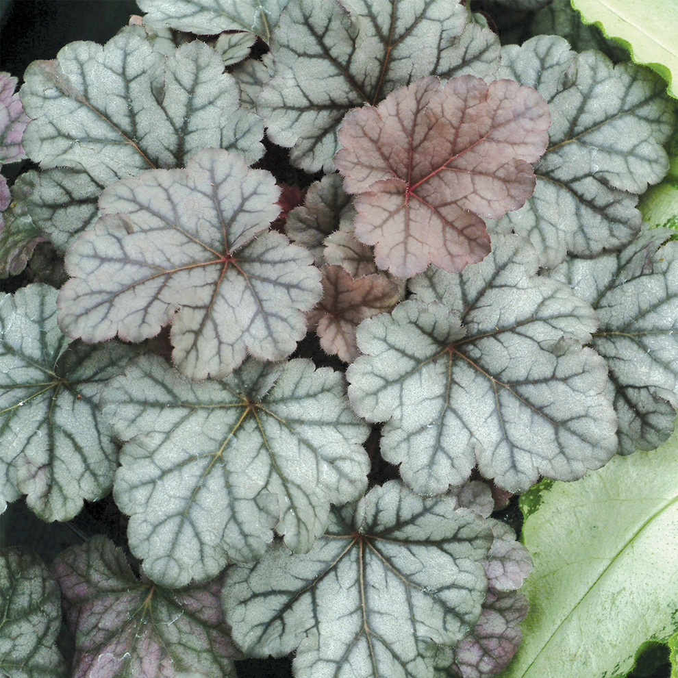 Heuchera 'Cinnabar Silver' | Coral Bells – Gardeners Dream