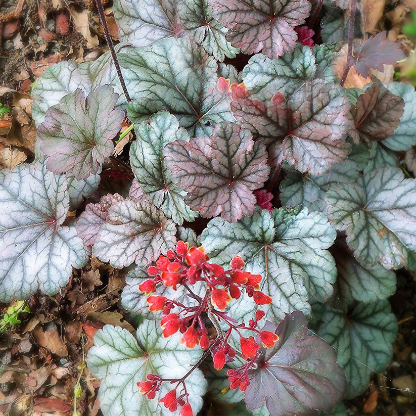 Heuchera 'Cinnabar Silver' | Coral Bells – Gardeners Dream