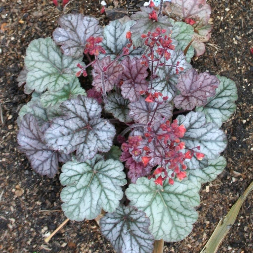 Heuchera 'Cinnabar Silver' | Coral Bells – Gardeners Dream