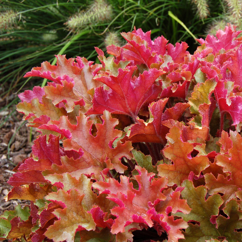 Heuchera Plants | Garden Plants | Gardeners Dream